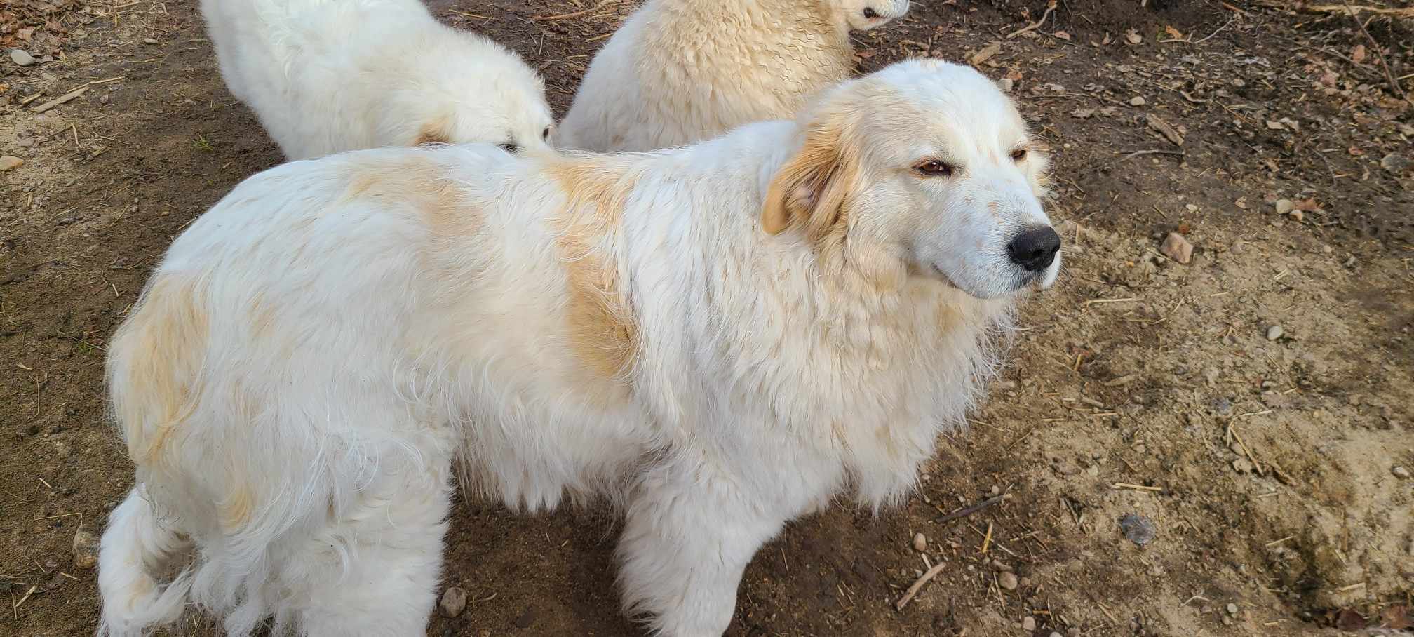 Adopting | Murillo Mutts